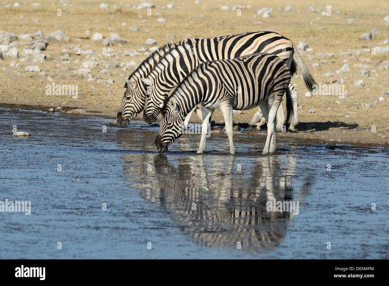 African grazing animals hi-res stock photography and images - Alamy