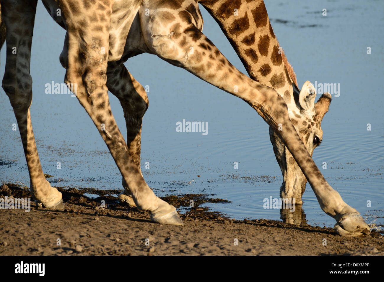 Africa, Etosha, National Park, Namibia, african, animal, bending over ...