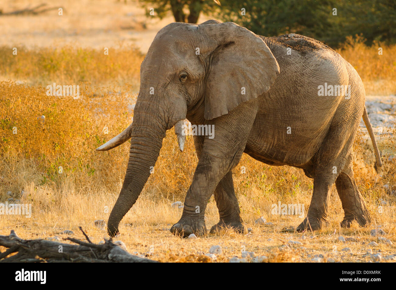 Africa, Etosha, National Park, Namibia, african, animal, elephant ...