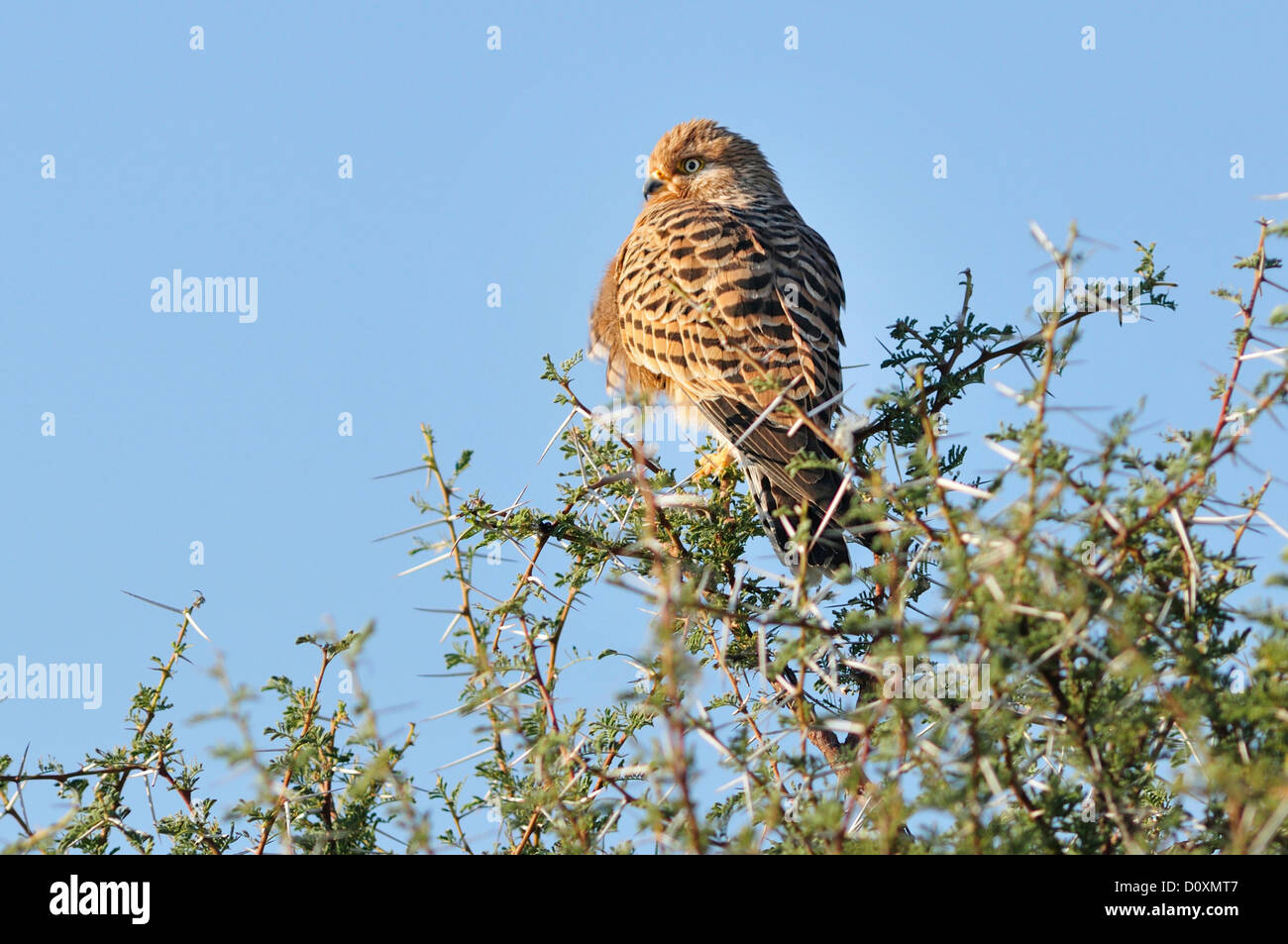 African bush with bird hi-res stock photography and images - Alamy