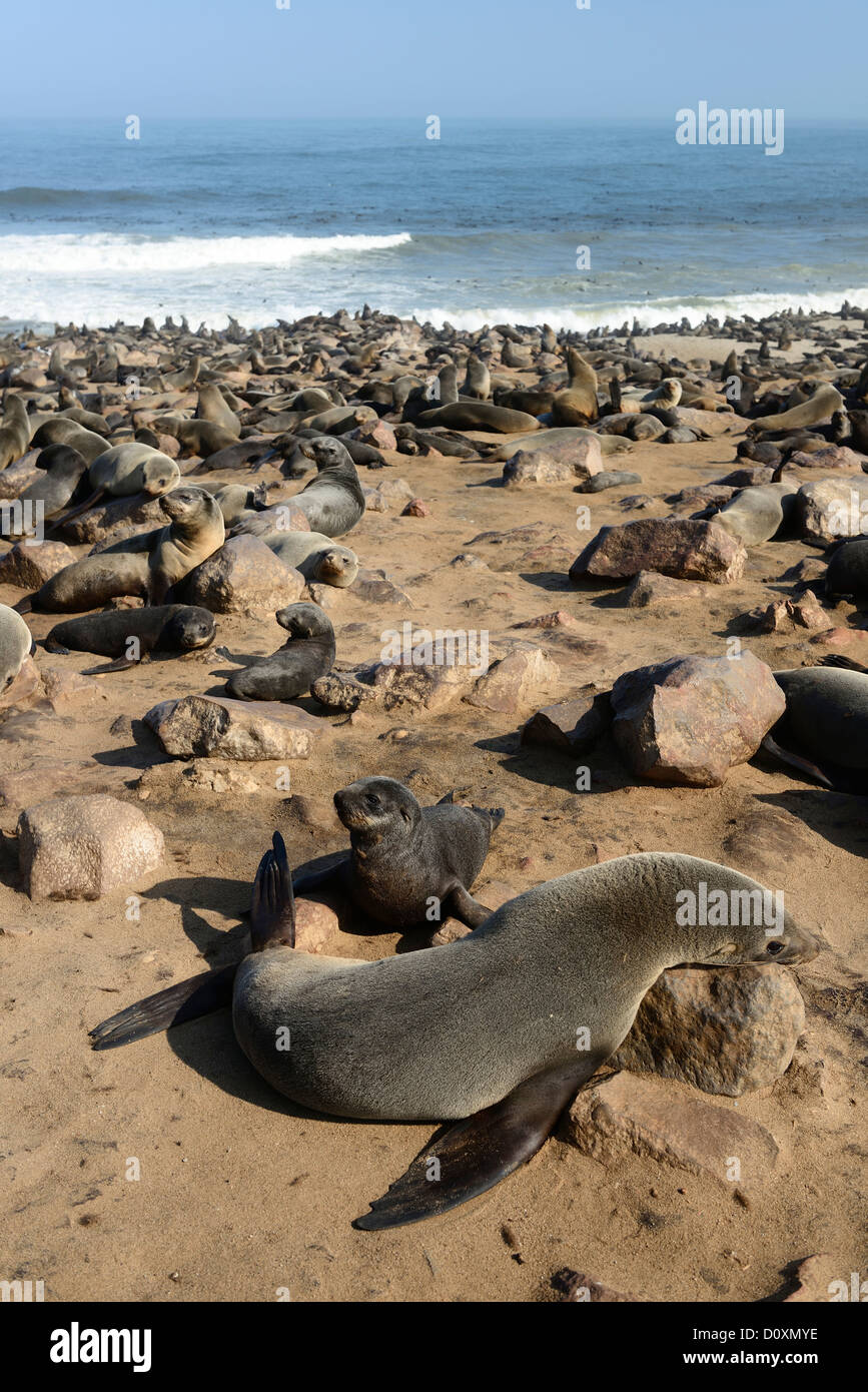 Africa, Cape Cross, Namibia, Seal Colony, Seals, animals, Skeleton ...