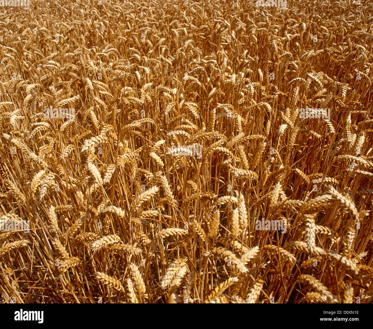 Field of golden wheat Stock Photo - Alamy