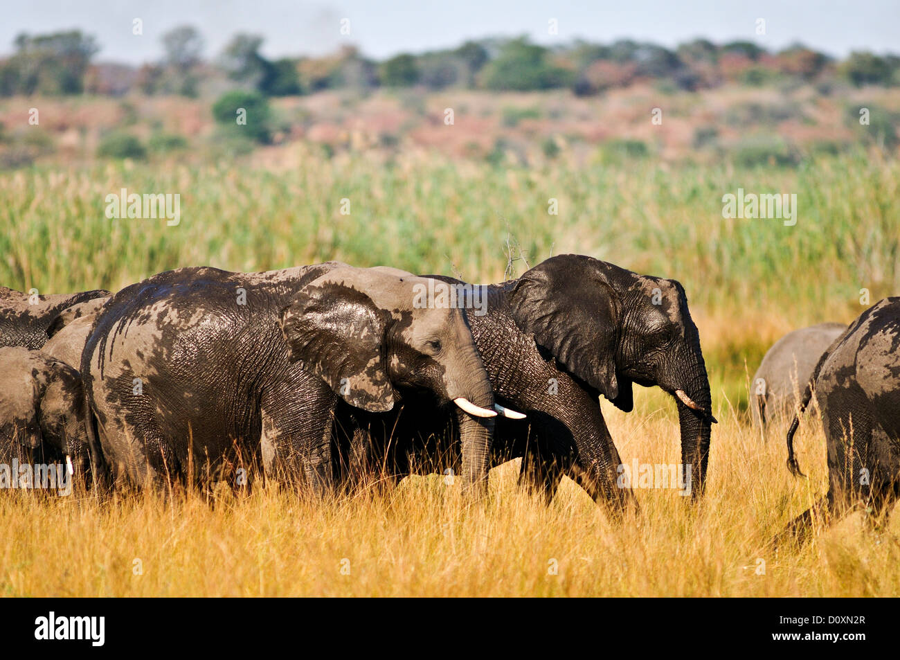 Africa Bwa Bwata National Park Caprivi Grazing Namibia african ...