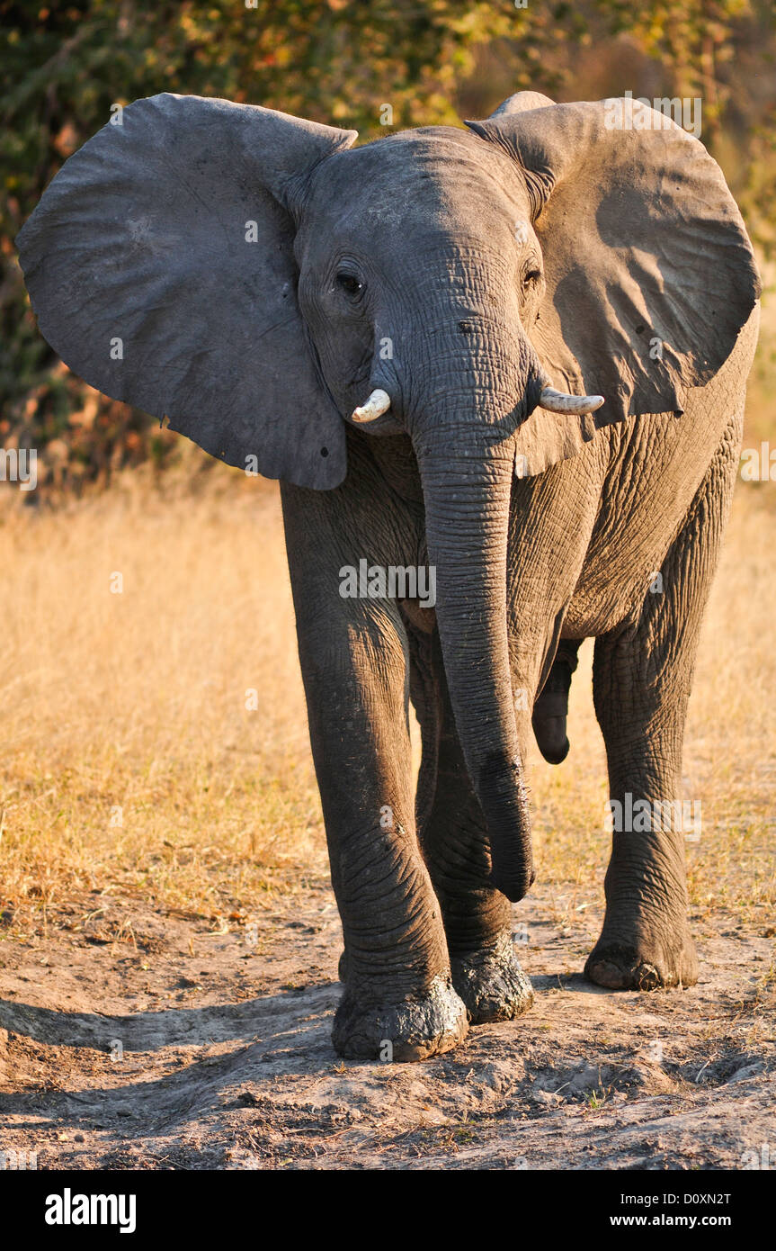 Africa bwa bwata national park hi-res stock photography and images - Alamy