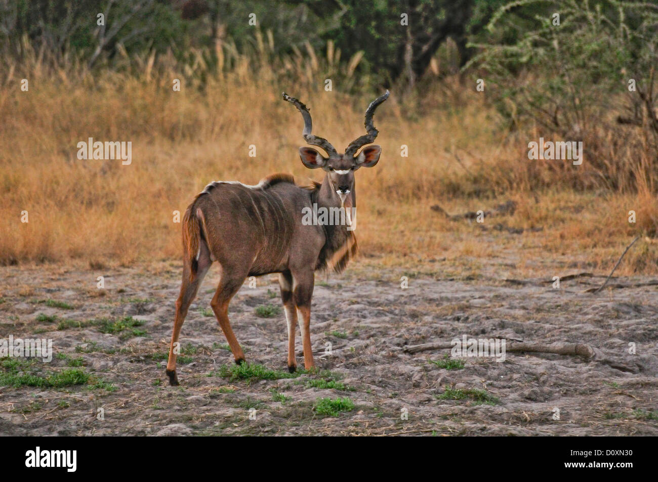 Africa, Bwa Bwata, National Park, Caprivi, Namibia, deer, animal ...