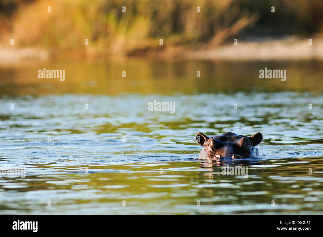 Africa, Bwa Bwata, National Park, Caprivi, Namibia, animal, cooling ...