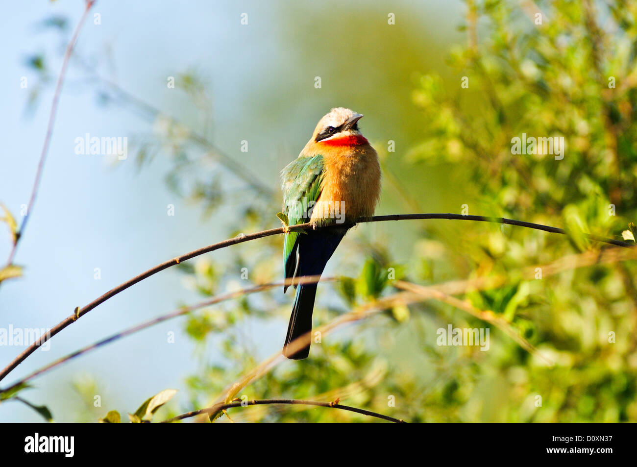 Africa, Bwa Bwata, National Park, Caprivi, Green, Namibia, colorful ...