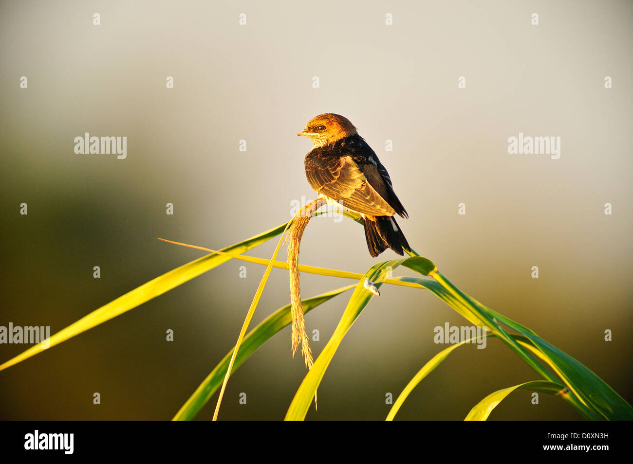 Africa bwa bwata national park hi-res stock photography and images - Alamy