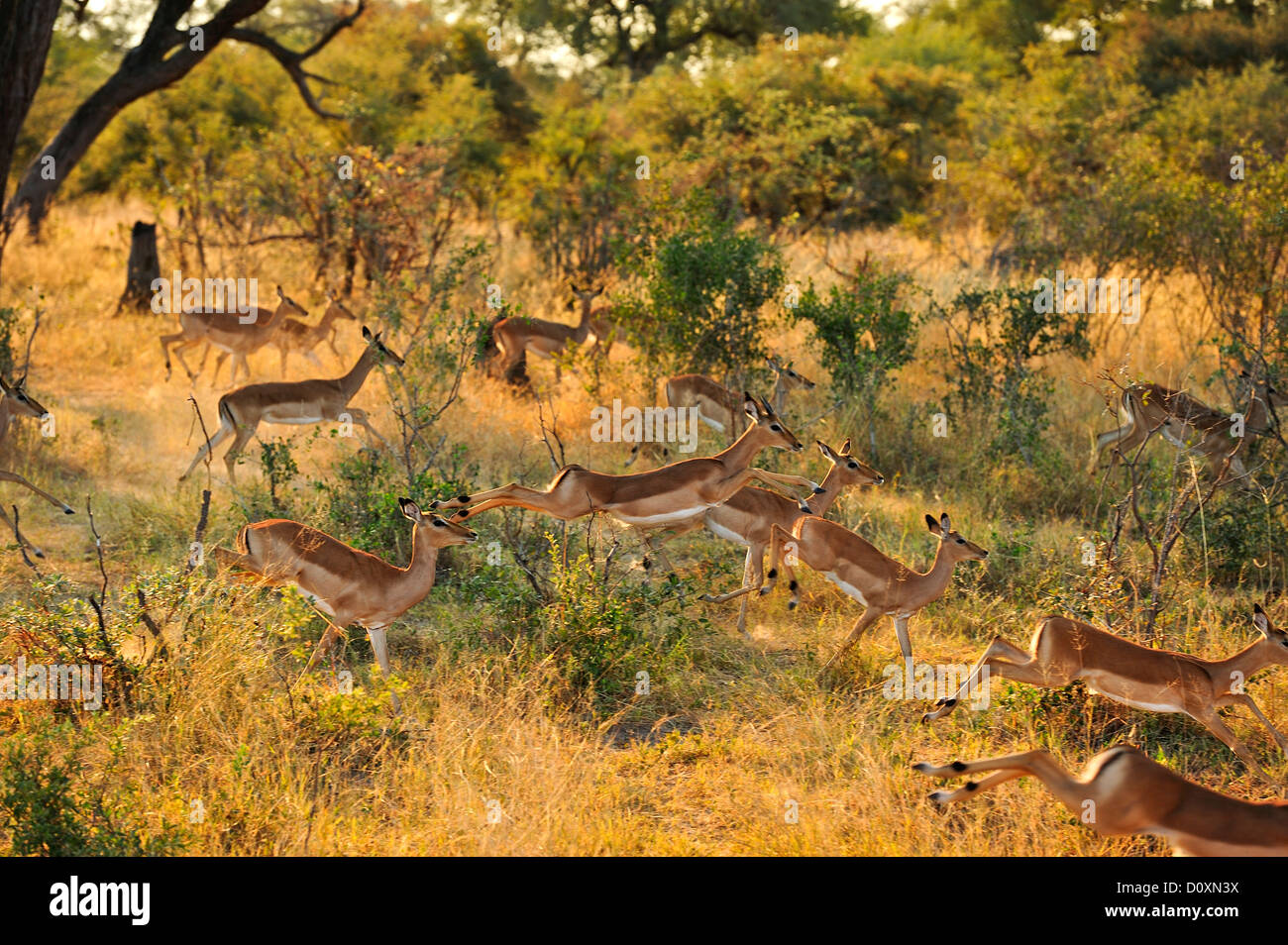 Africa, Bwa Bwata, National Park, Caprivi, Namibia, antelope, animal ...