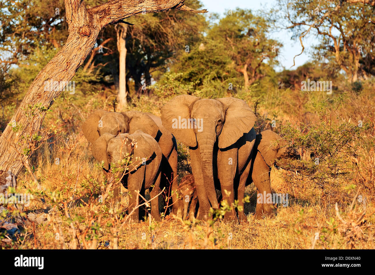 Africa bwa bwata national park hi-res stock photography and images - Alamy