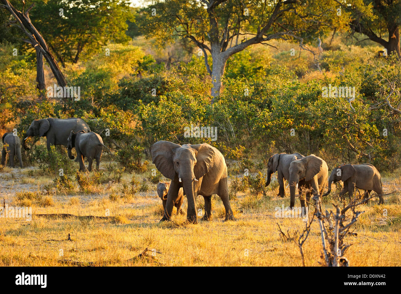 Africa, Bwa Bwata, National Park, Caprivi, Grazing, Namibia, adults ...
