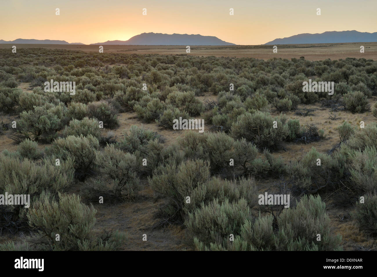 Sage bush hi-res stock photography and images - Alamy