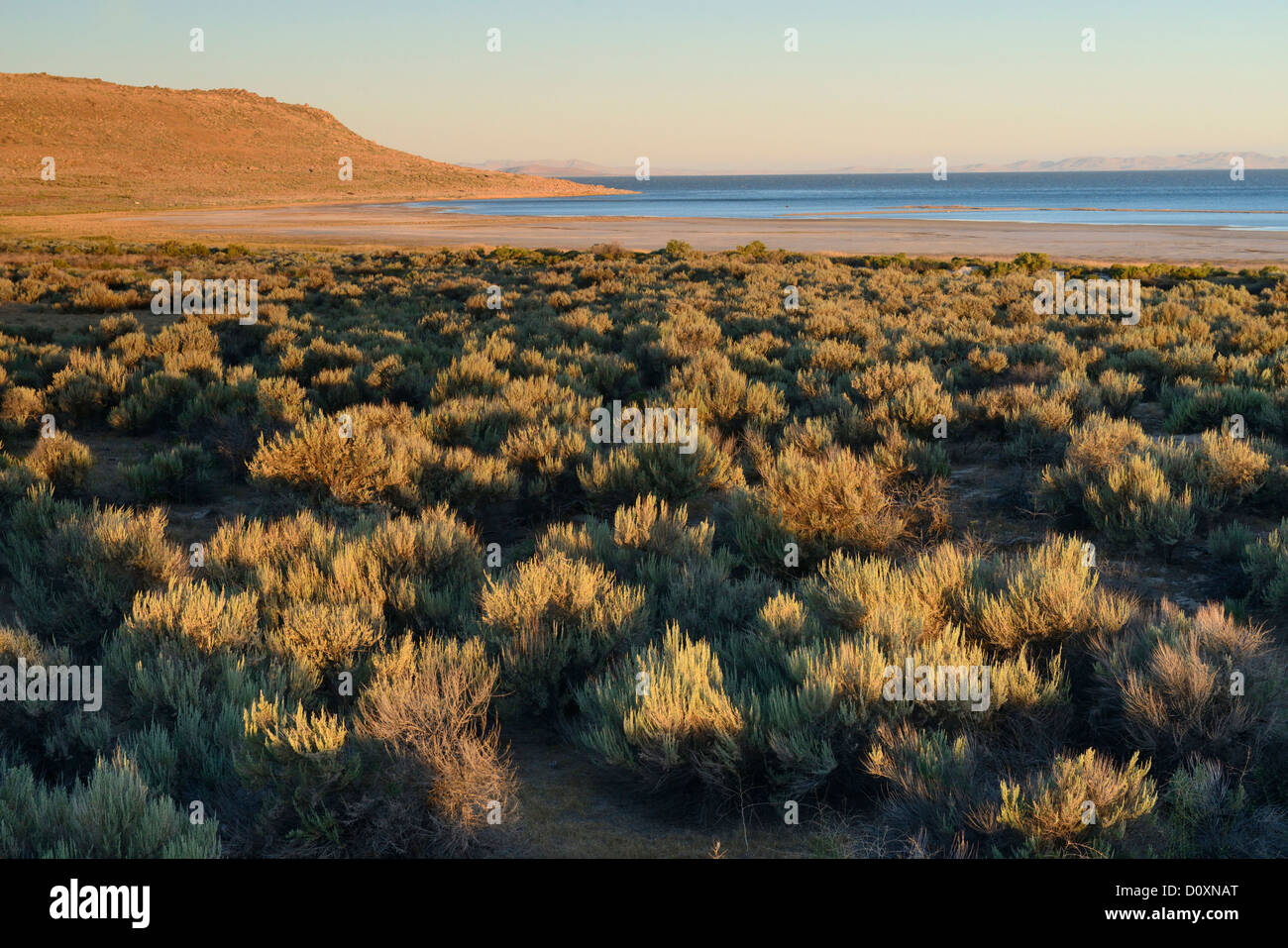 America, USA, United States, Utah, Great, Salt Lake, Antelope Island ...