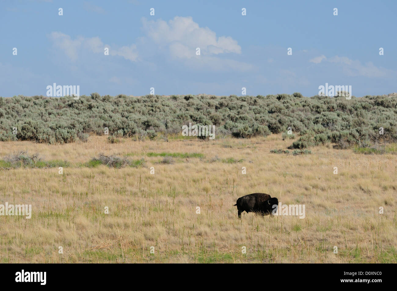 Great salt lake wildlife hi-res stock photography and images - Alamy