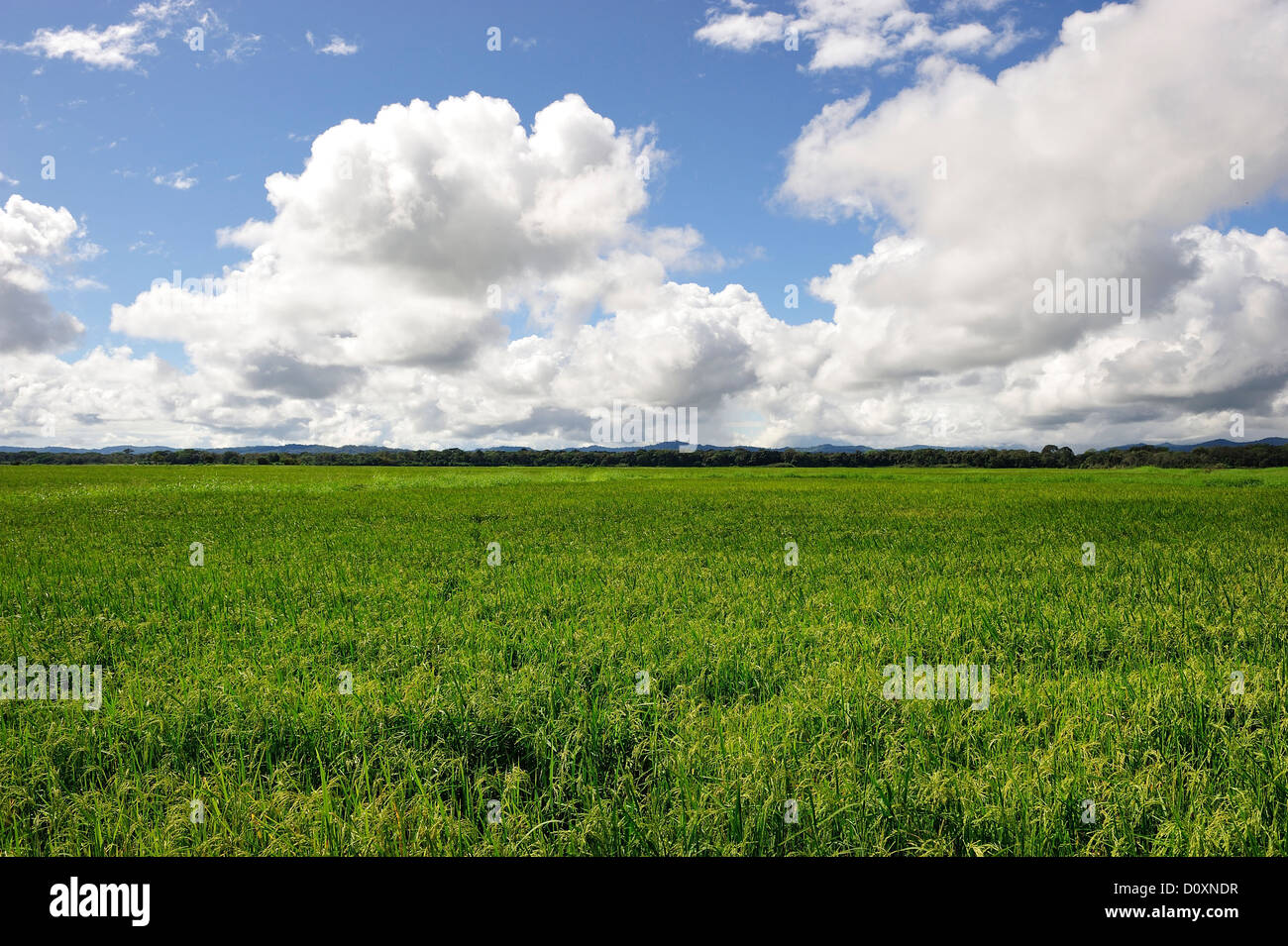 American Rice Field