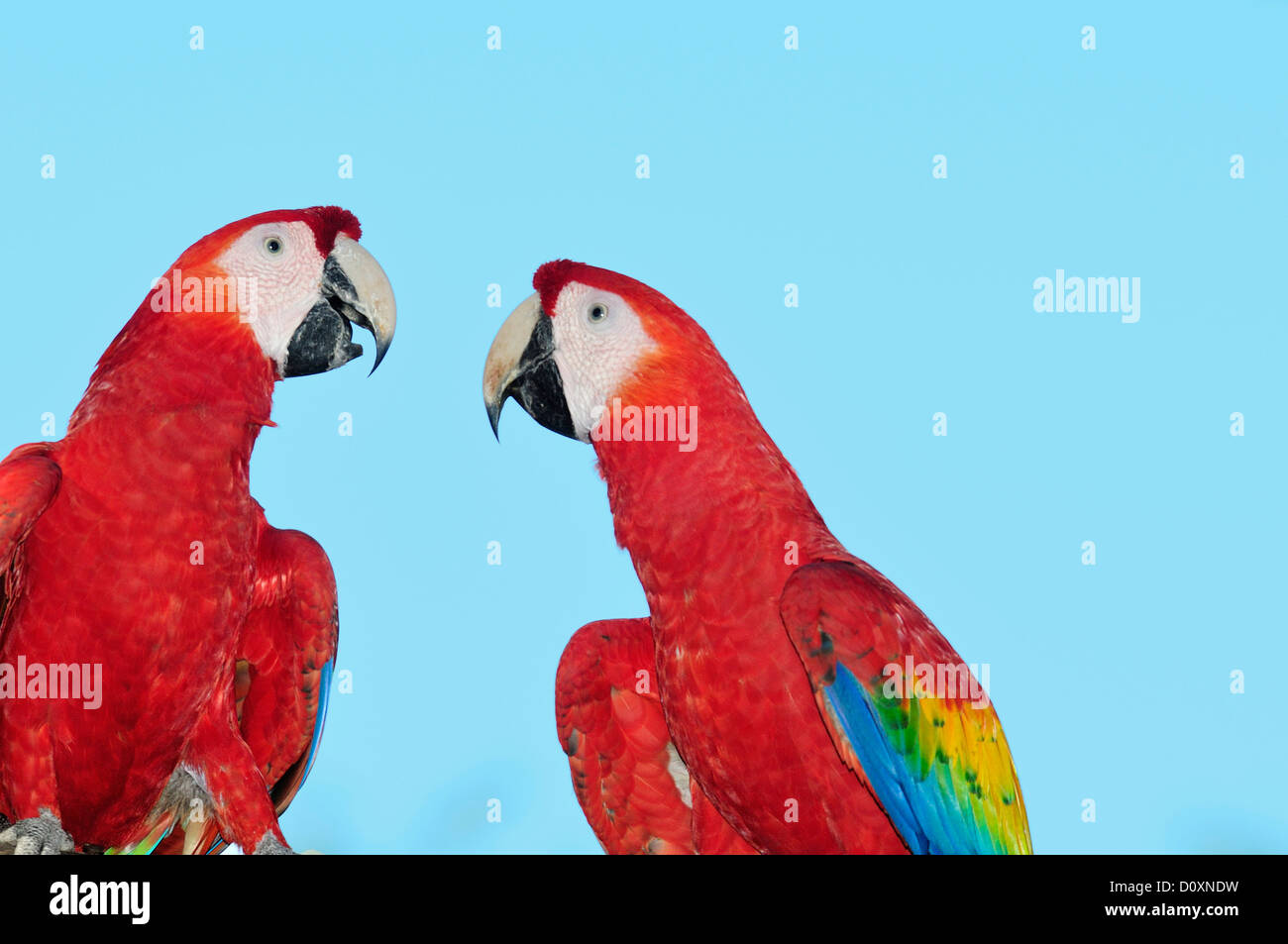 Macaw parrot hi-res stock photography and images - Alamy