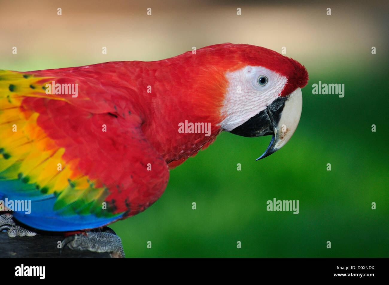 Central America, Costa Rica, Macaw, Parrot, bird Stock Photo - Alamy