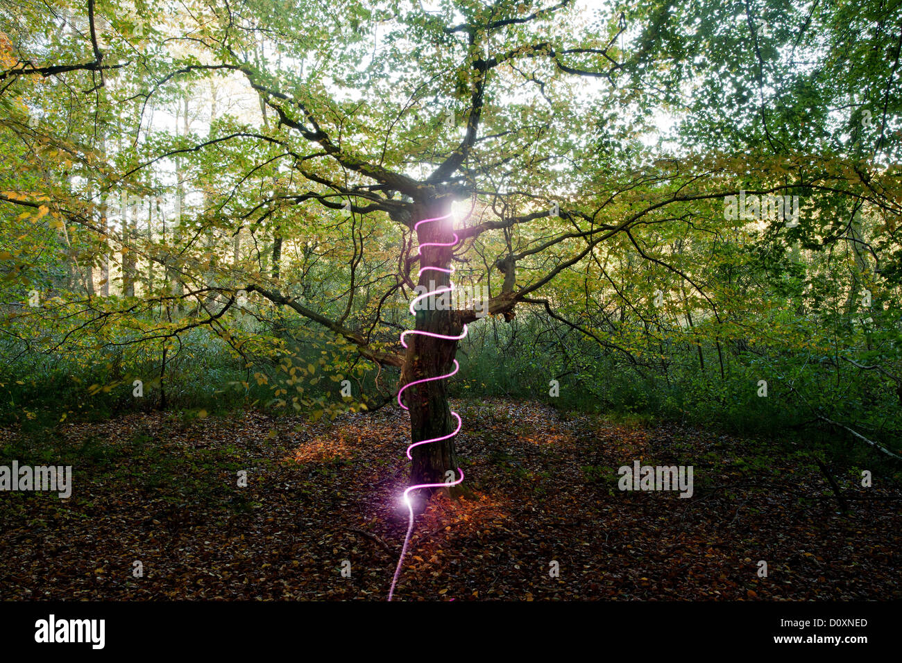 Cable lighting wrapped around tree hi-res stock photography and images ...