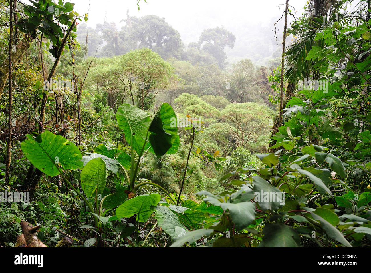 Tropical, cloud forest, rain forest, Parque Nacional de Amistad ...