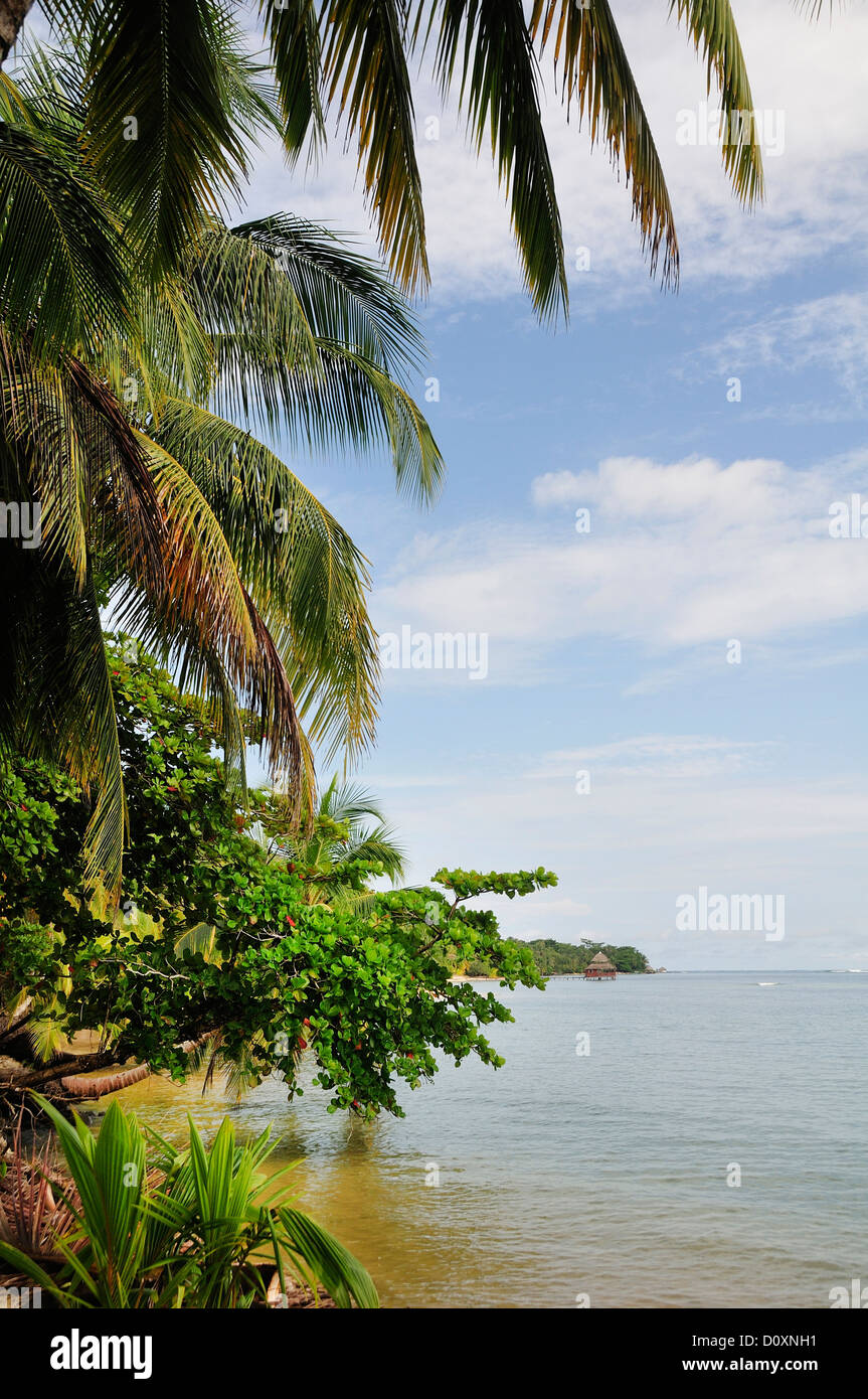 Palm tree, Bastimentos Island, Caribbean Sea, Bocas del Toro, Panama ...