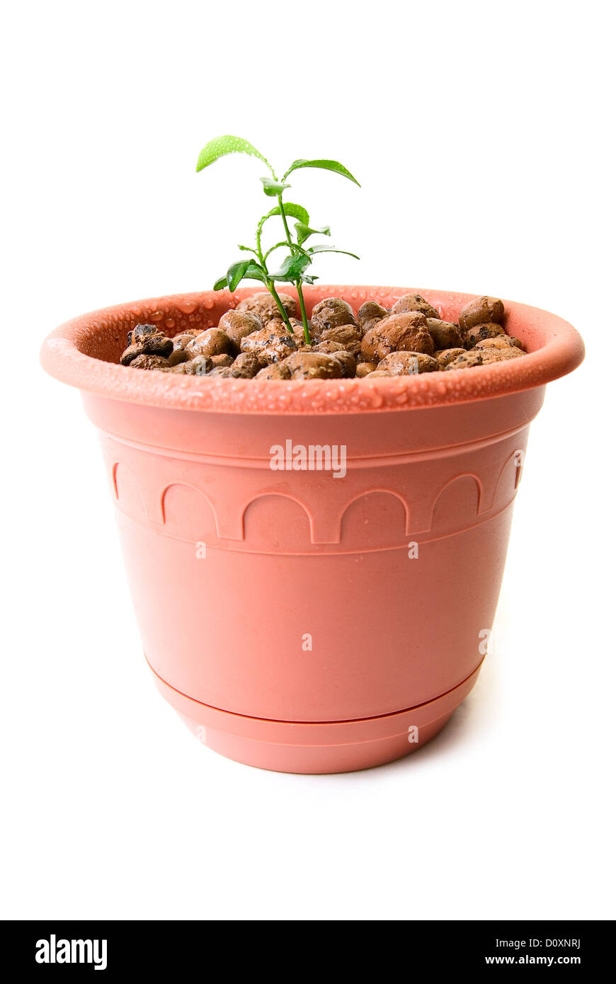 Baby plant in small flower pot Stock Photo - Alamy
