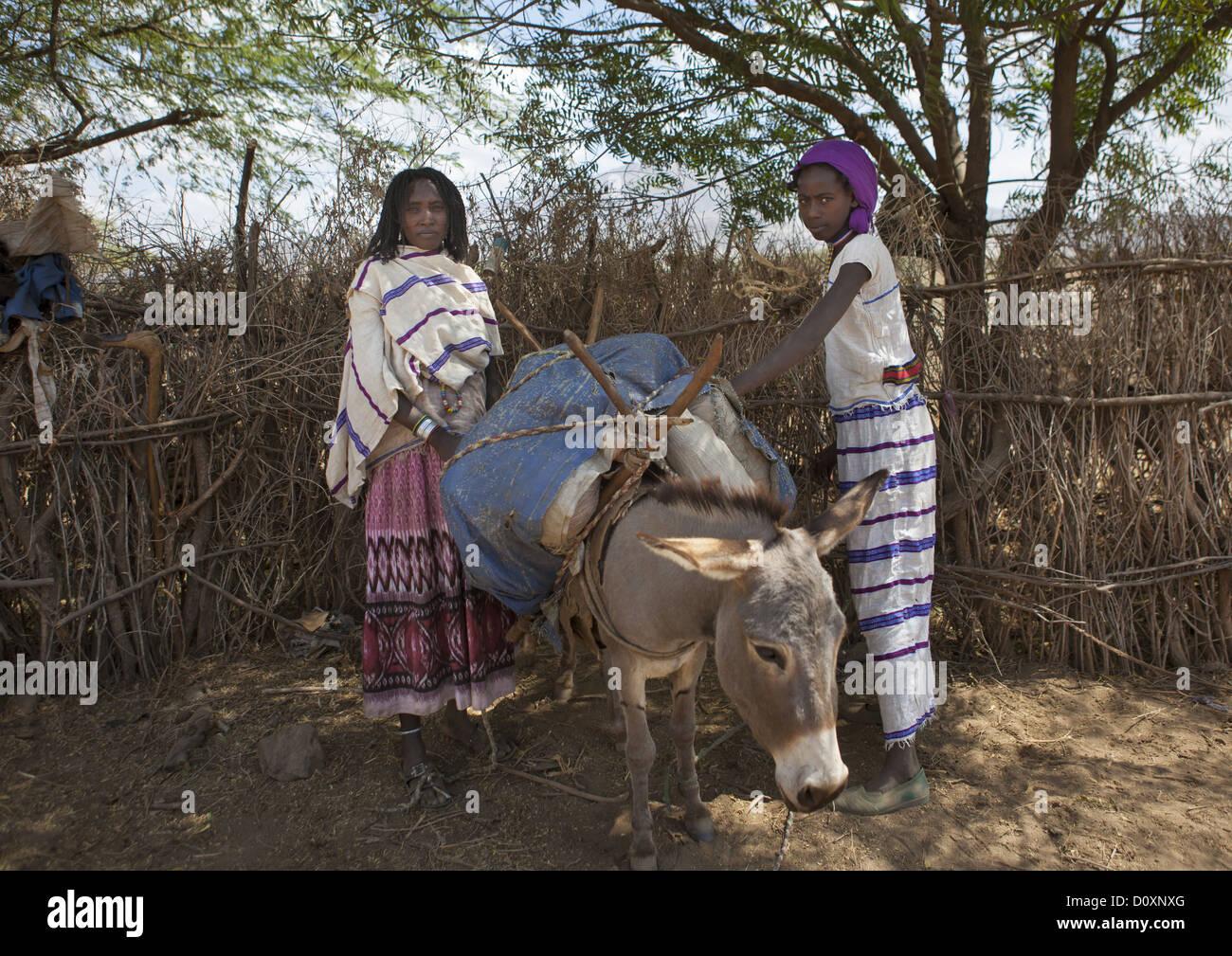 Karrayyu Tribe Women Loading A Donkey Under The Trees During Gadaaa ...