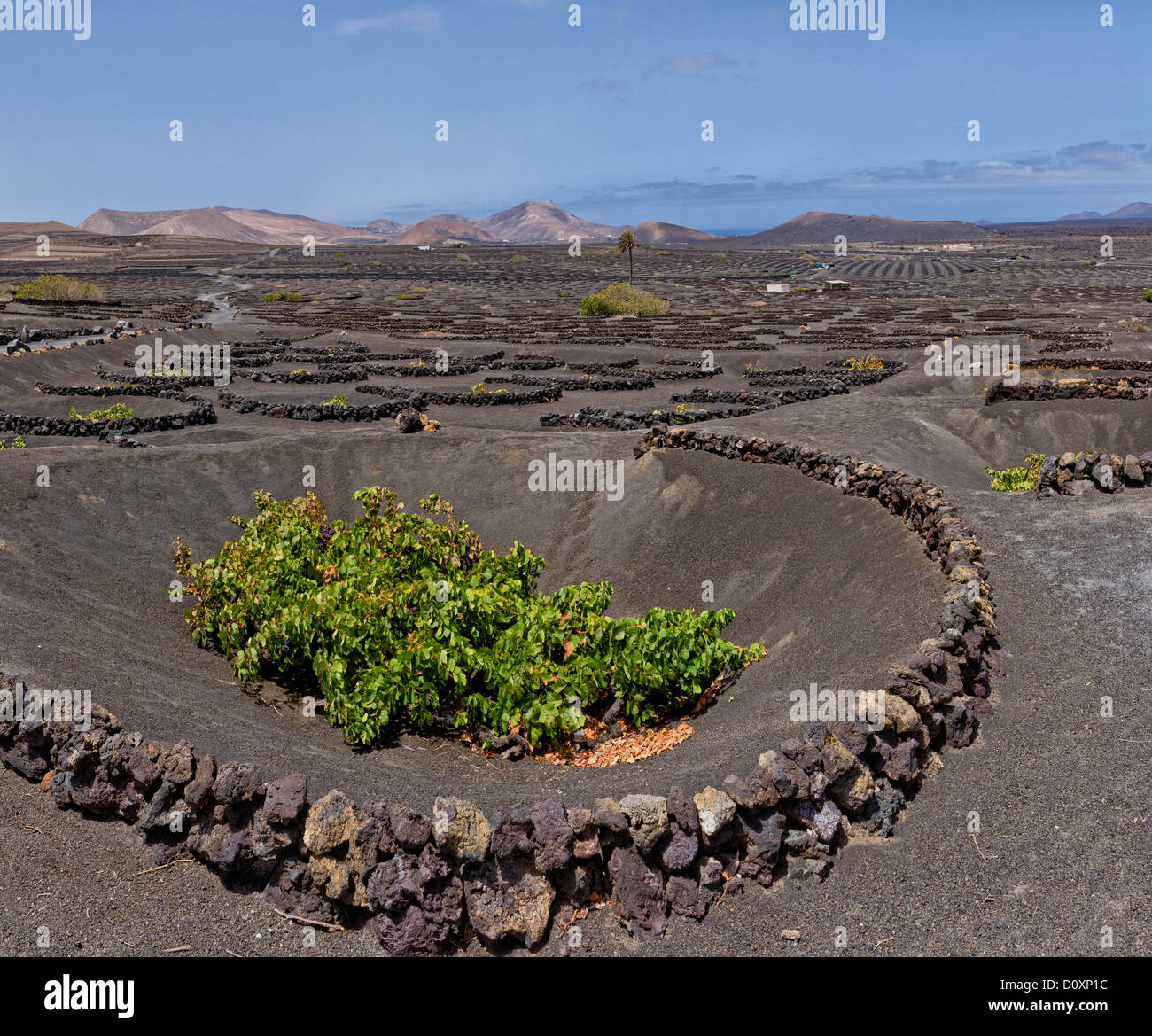 Vineyard la geria lanzarote hi-res stock photography and images - Alamy