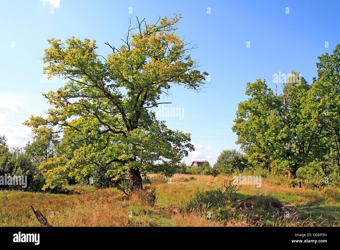 yellow oak on autumn field Stock Photo - Alamy