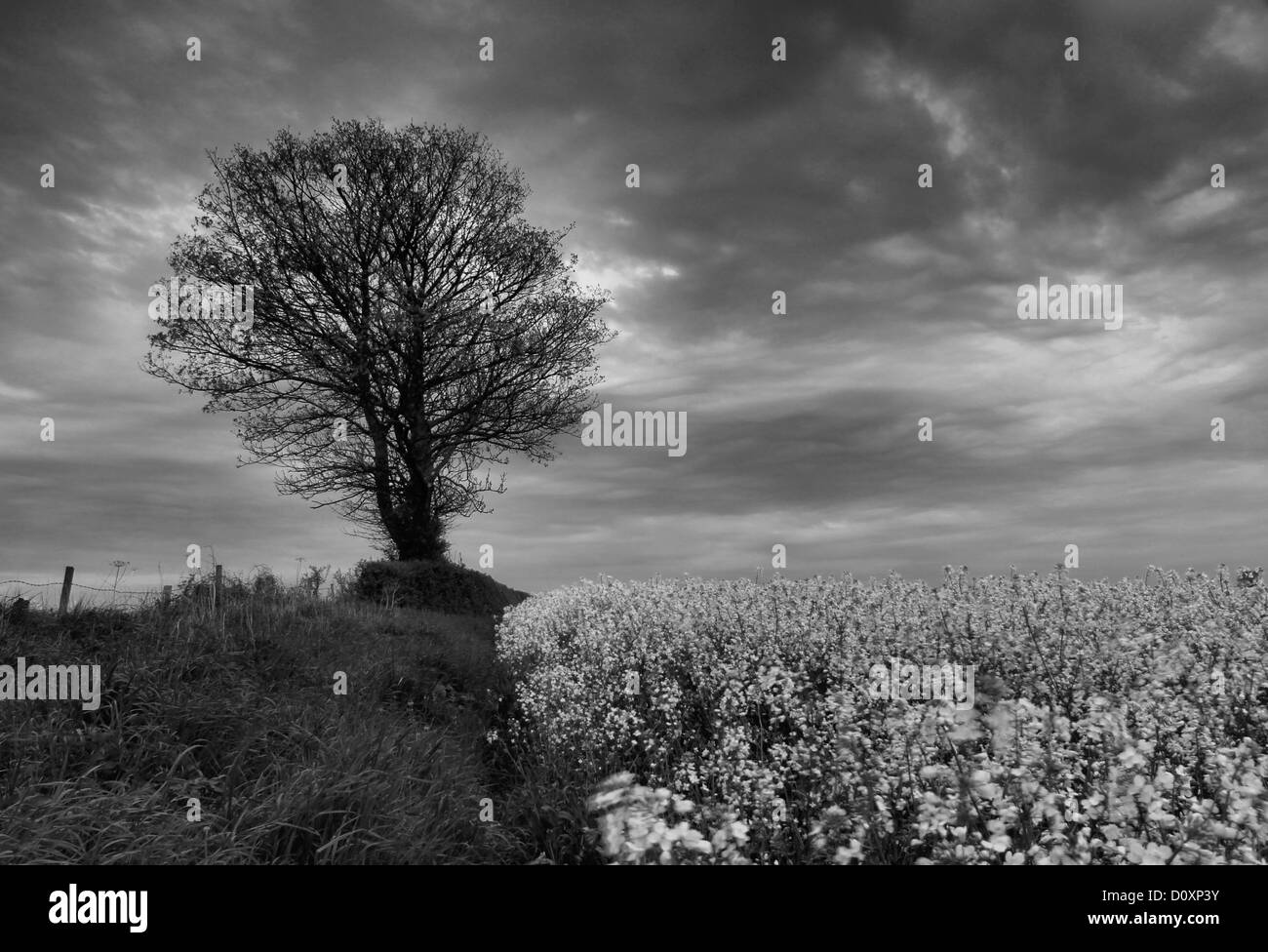 Blooming tree in field Black and White Stock Photos & Images - Alamy