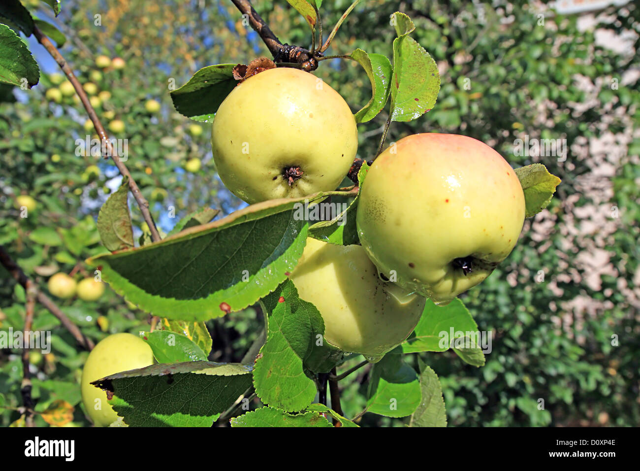 apple on branch Stock Photo - Alamy