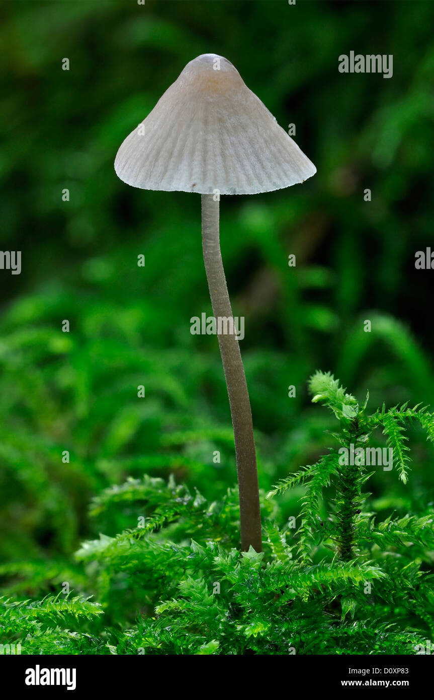 Iodine Bonnet fungi - Mycena filopes Stock Photo - Alamy