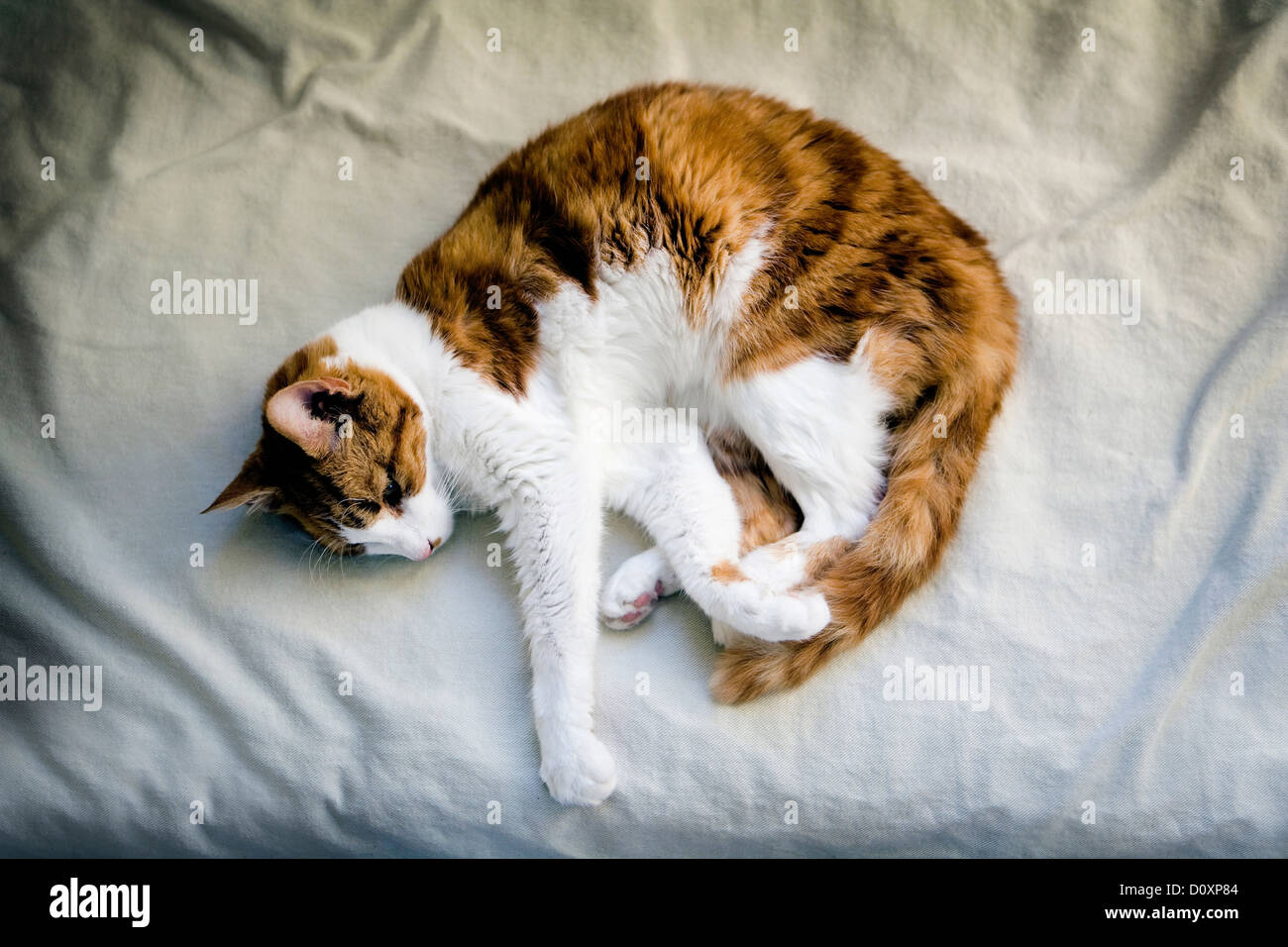 Ginger cat curled up on bed Stock Photo - Alamy