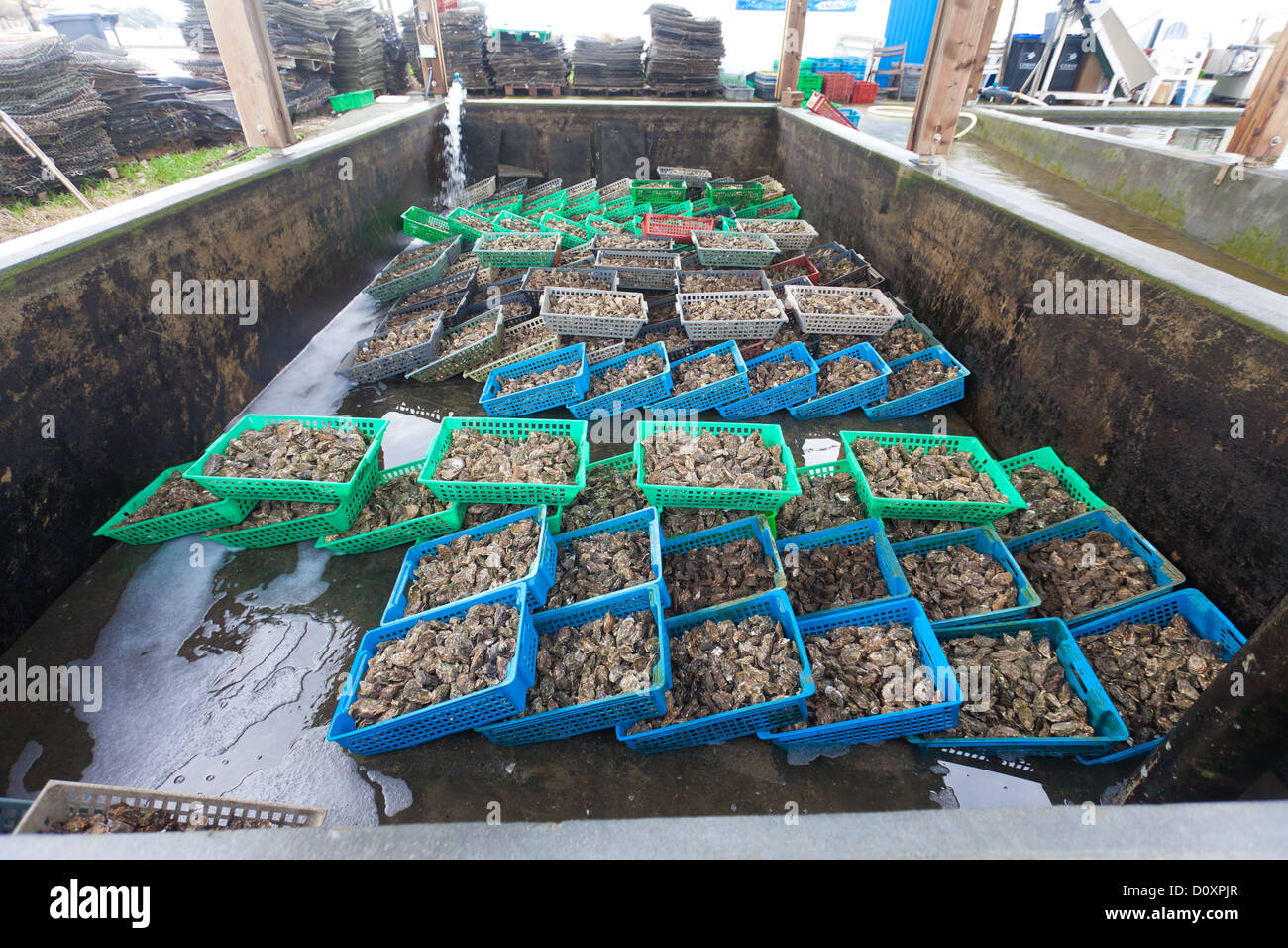 Oysters in baskets in sea water pools waiting to be packaged and sold ...