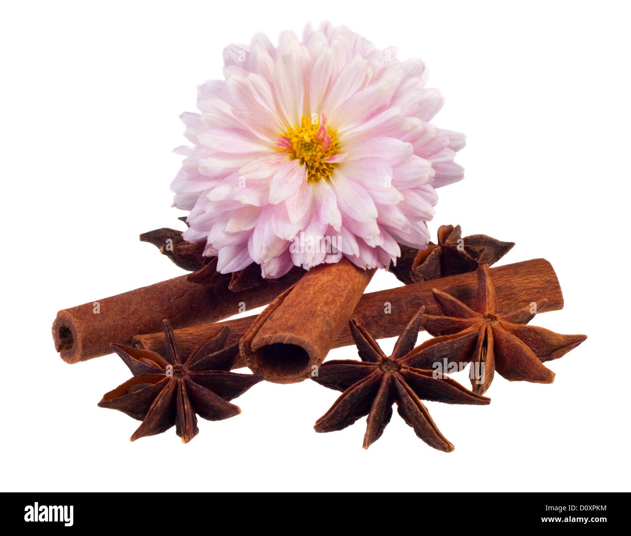 Indian chrysanthemum flower Cut Out Stock Images & Pictures - Alamy