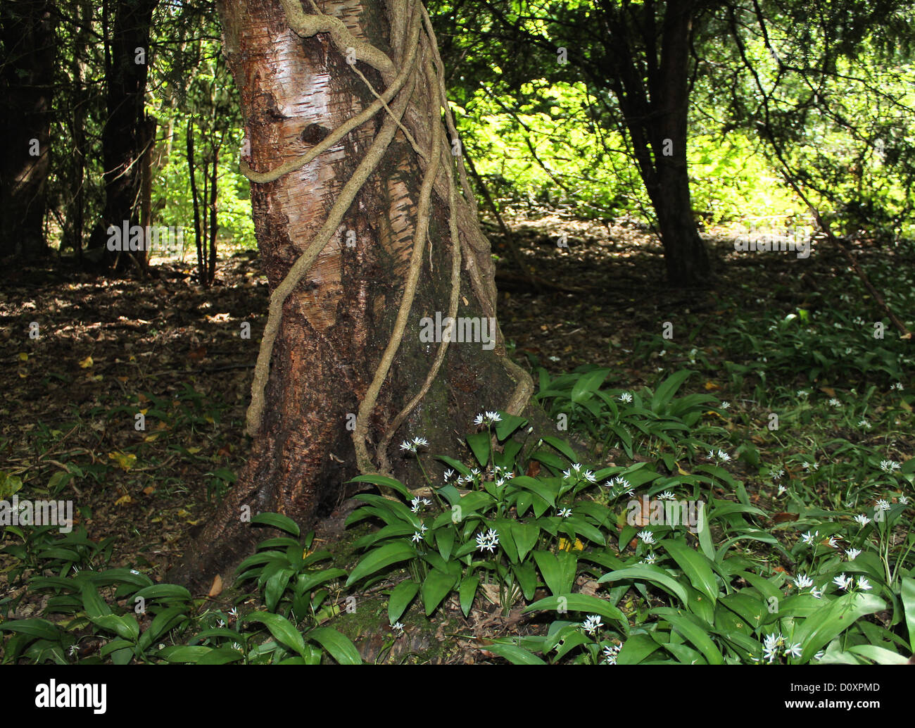 Tree trunk surrounded flowers in hi-res stock photography and images ...