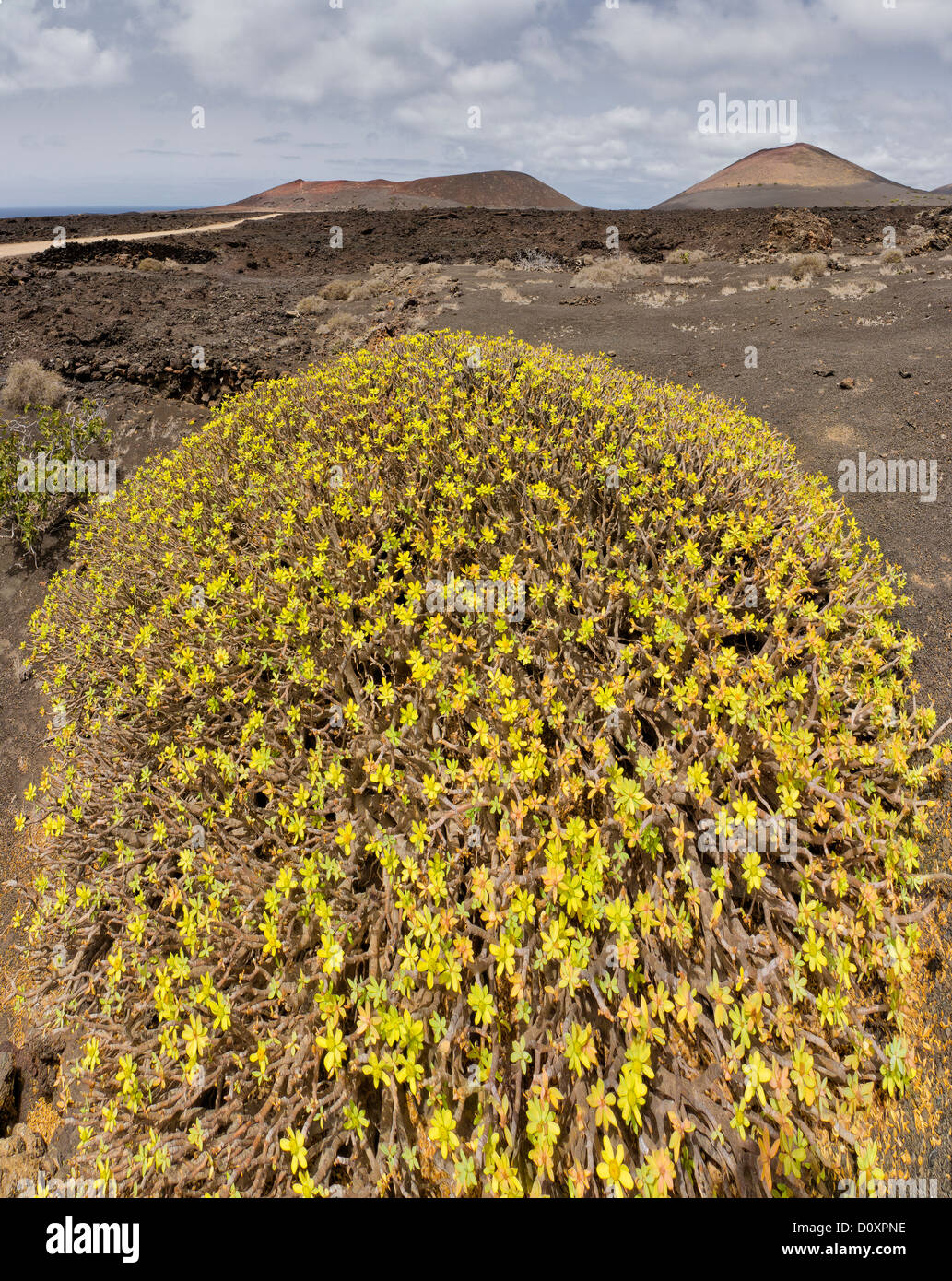 Spain, Lanzarote, Parque Nacional, national park, Timanfaya, Cactus ...