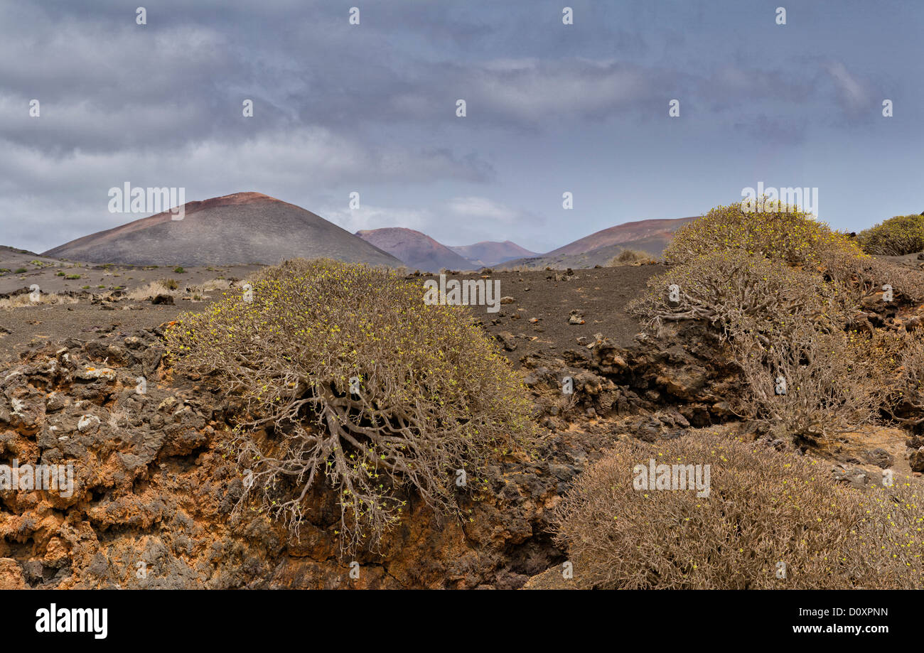 Spain, Lanzarote, Parque Nacional, national park, Timanfaya, Cactus ...