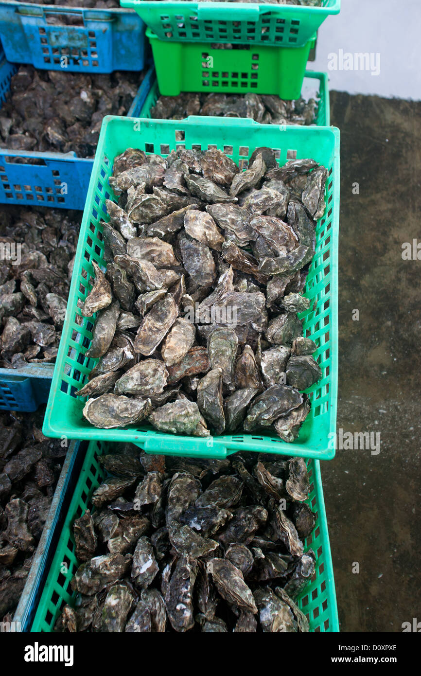 Oyster farm france hi-res stock photography and images - Alamy