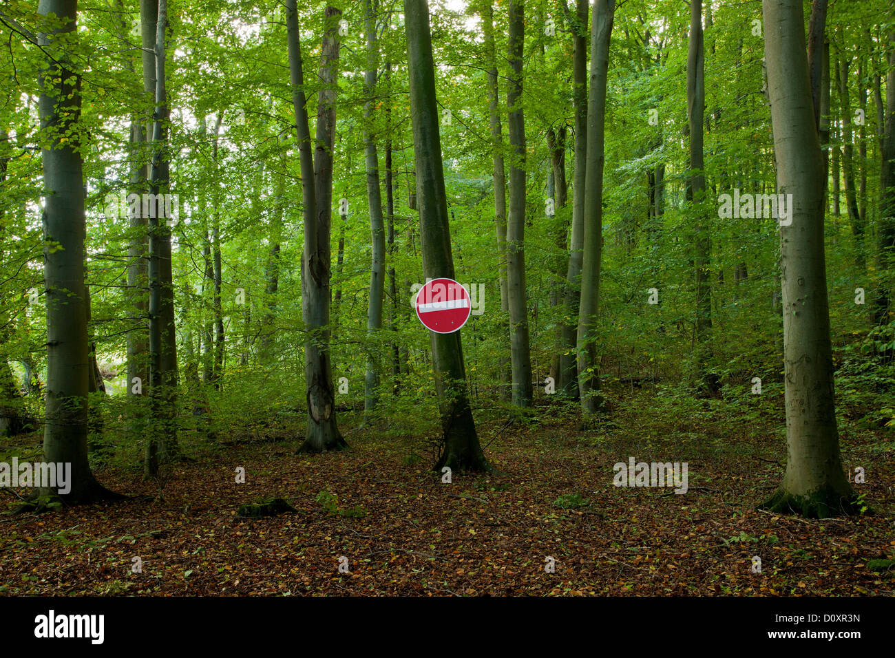 No Entry sign in a forest Stock Photo - Alamy