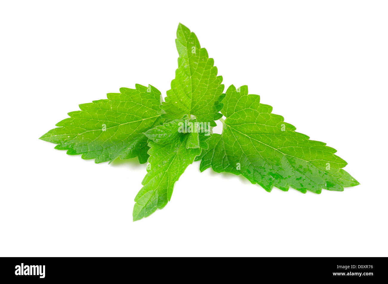 Green fresh mint Stock Photo - Alamy