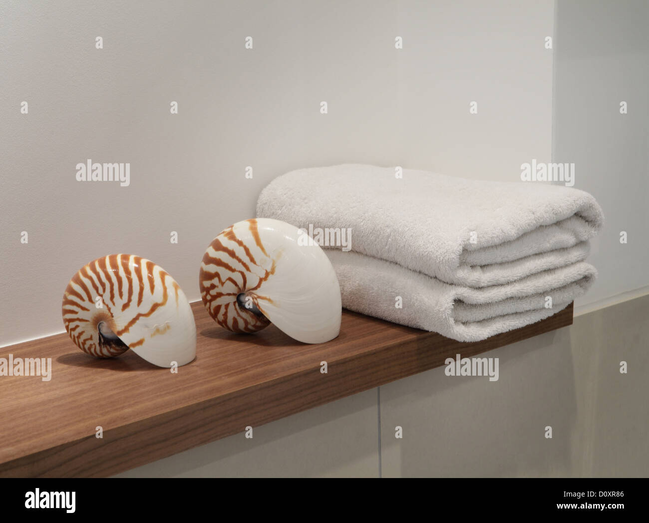 Four seashells hi-res stock photography and images - Alamy