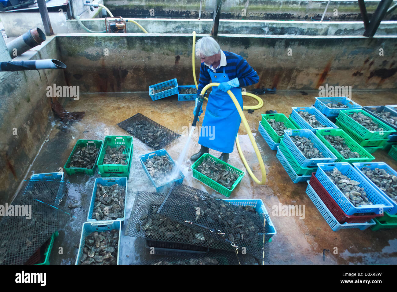Oyster nets hi-res stock photography and images - Alamy