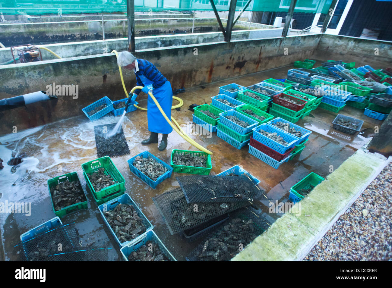 Oyster nets hi-res stock photography and images - Alamy