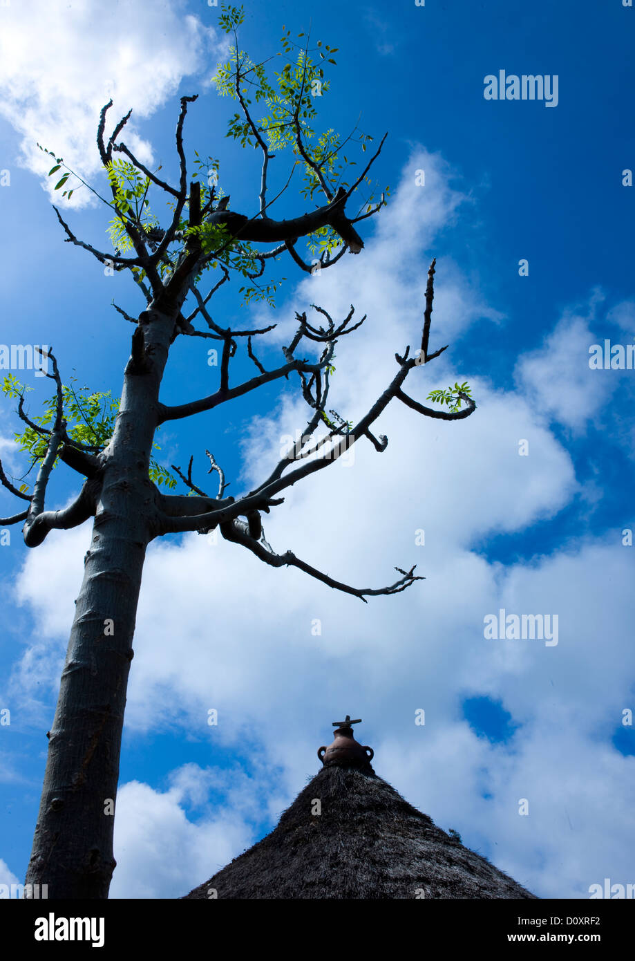 Konso Tribe House Roof And Tree Under A Cloudy Sky, Konso, Omo Valley ...