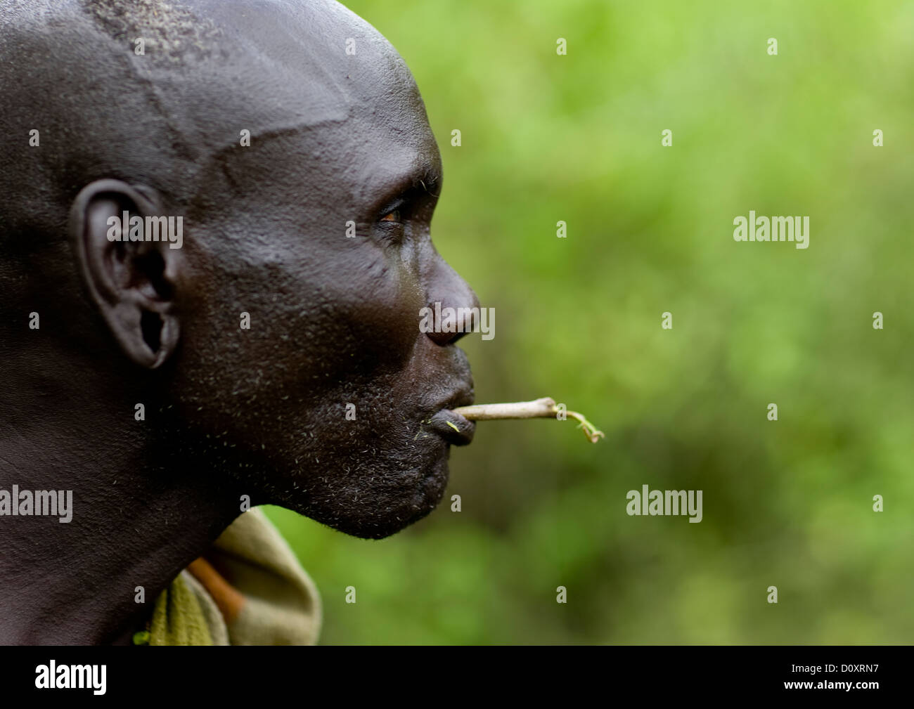 Portrait Of A Mursi Tribe Man Chewing A Gima Stick, Omo Valley ...