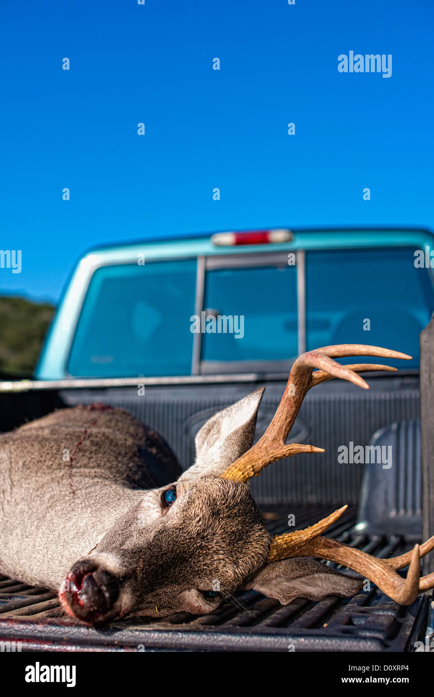 Killed Whitetailed Deer on the bed of a pickup truck in Texas, USA ...