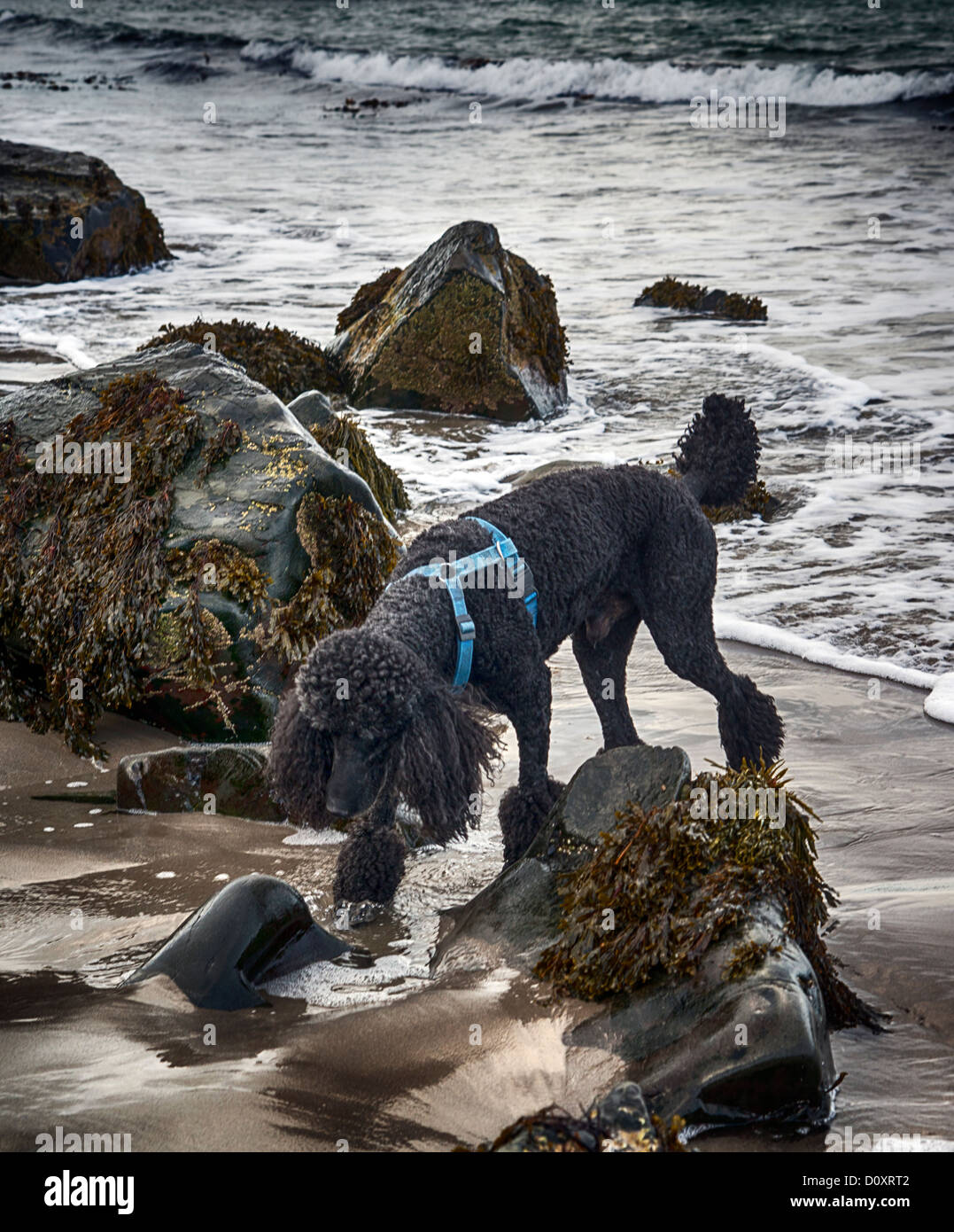 Ardwell bay dumfries hi-res stock photography and images - Alamy
