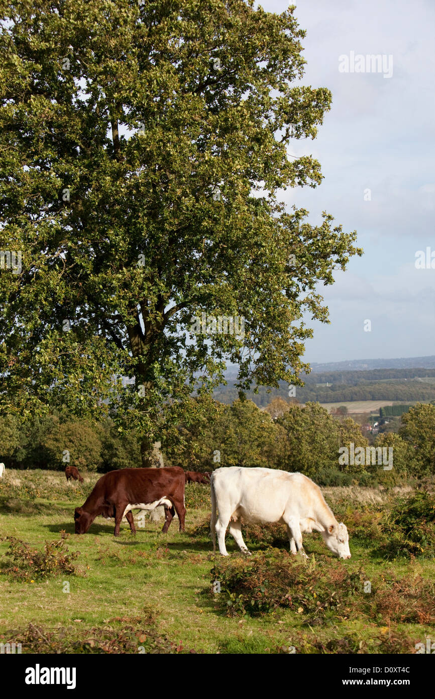 Short Horn cattle on National Trust's Kinver Edge, Staffordshire ...