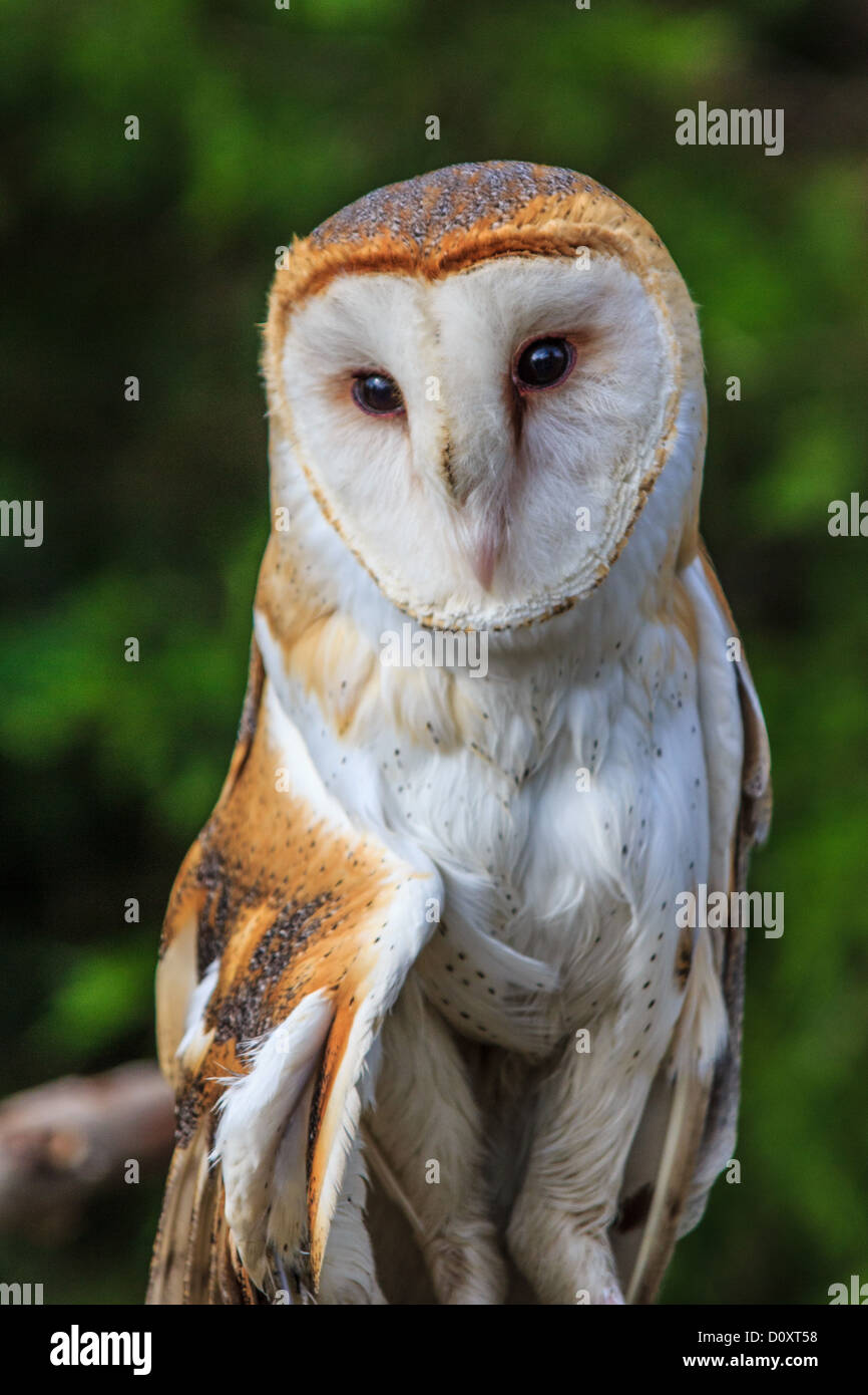 Barnyard hi-res stock photography and images - Alamy