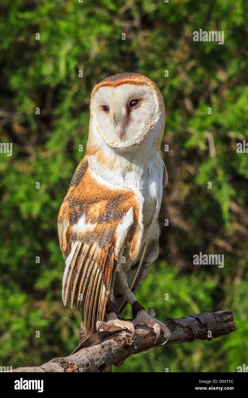 Barnyard owl hi-res stock photography and images - Alamy